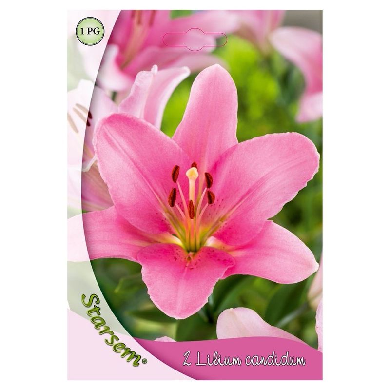 Bulbi Crin Roz | Pret avantajos - Auchan.ro